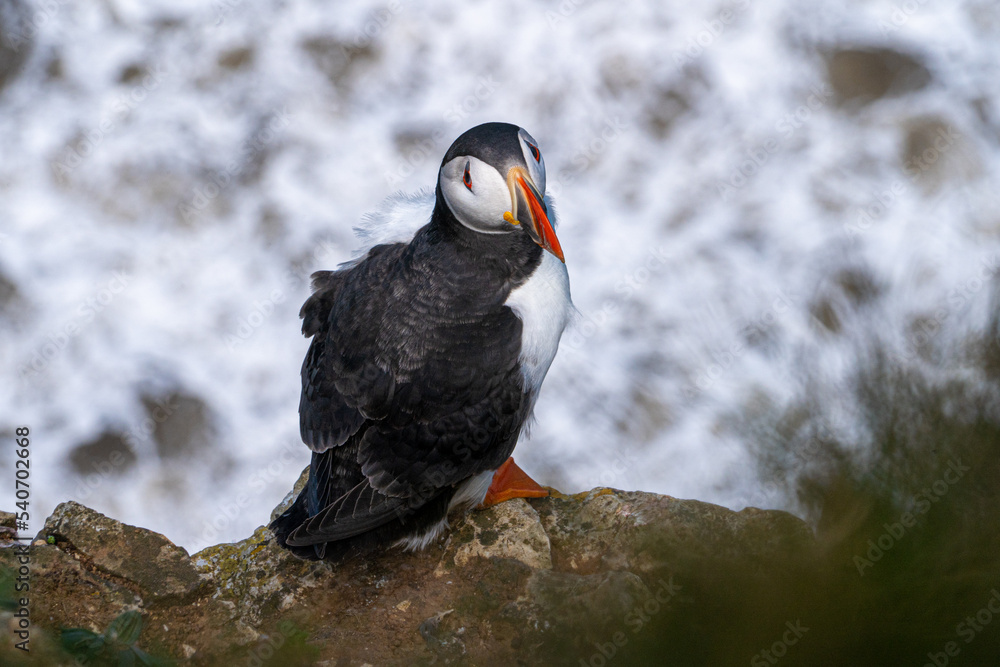 Puffin nesting and perched on cliff face on rugged UK coastline view ...
