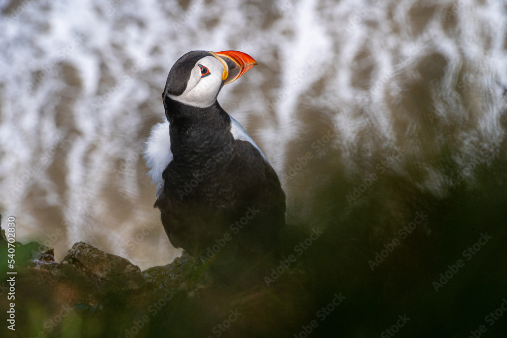 Puffin nesting and perched on cliff face on rugged UK coastline view ...
