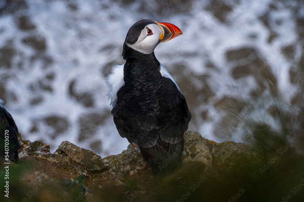 Puffin nesting and perched on cliff face on rugged UK coastline view ...