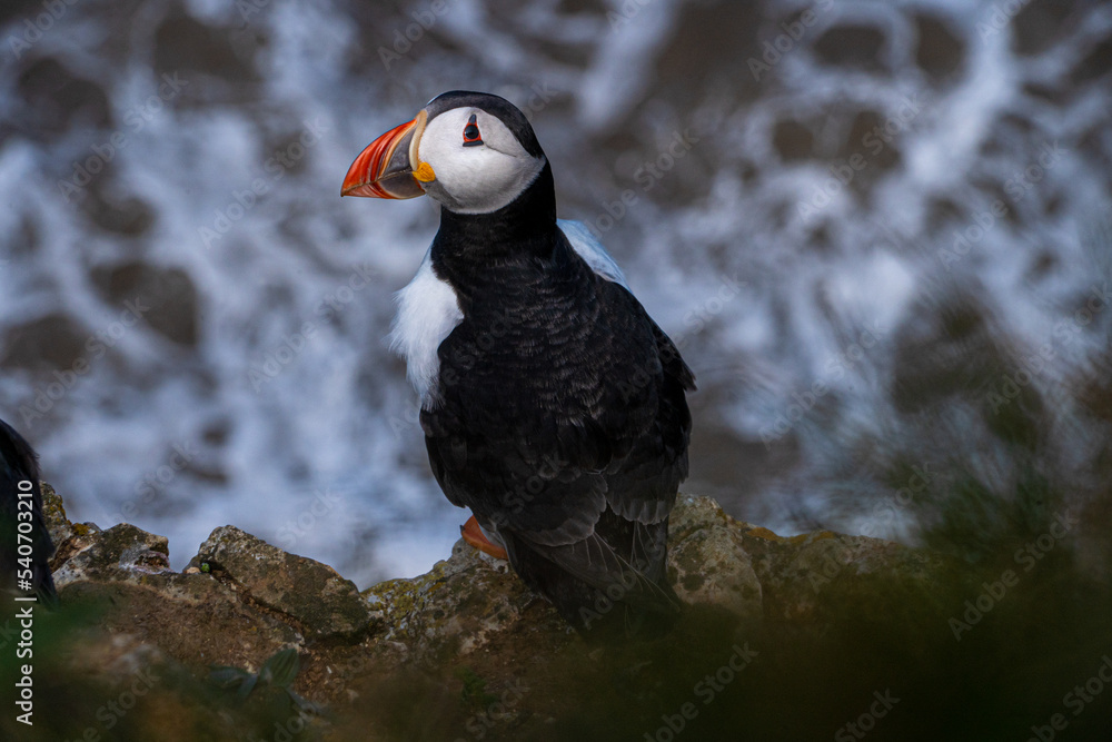 Puffin nesting and perched on cliff face on rugged UK coastline view ...