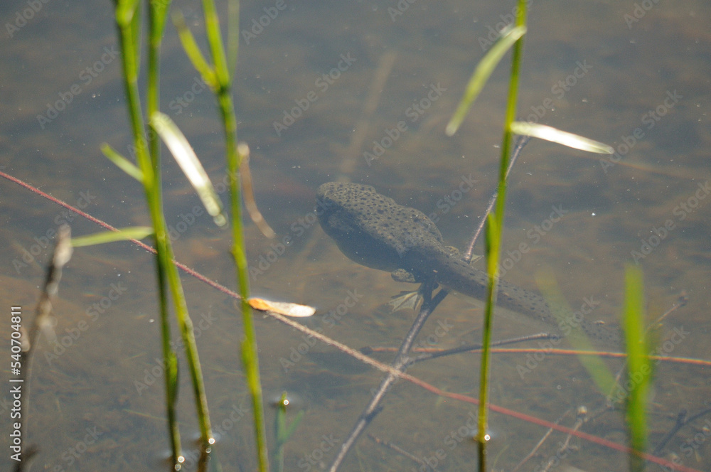 Frog Tadpole Image and Photo. Tadpole swimming in a pond with blur ...