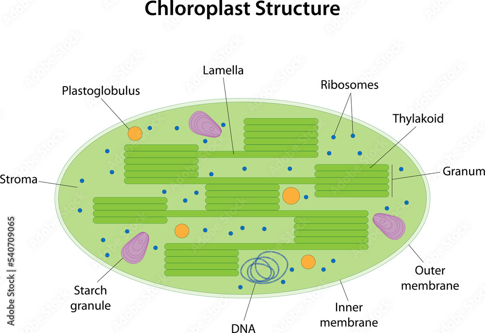 Chloroplast (green plastid) Structure. Membrane-bound organelle. Stock ...