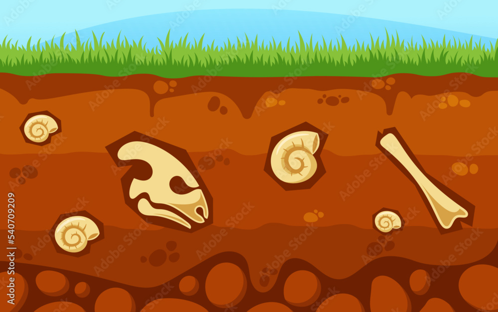 Soil Layers with Dinosaur Skeleton Skull, Bones and Ammonites. Upper ...