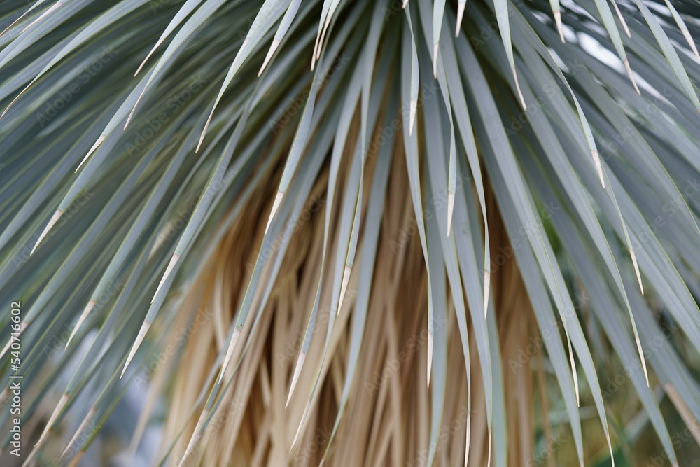 Yucca rostrata also called beaked yucca, is a tree-like plant belonging ...