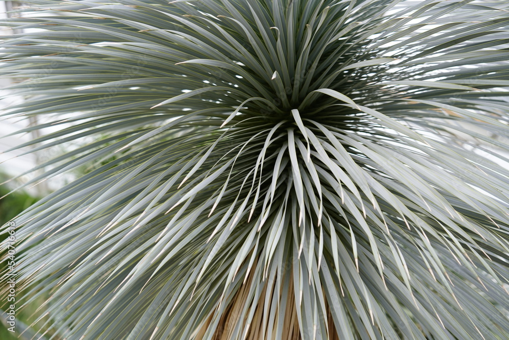 Yucca rostrata also called beaked yucca, is a tree-like plant belonging ...