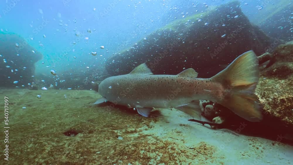 Freshwater fish Common huchen (Hucho hucho) in the beautiful clean ...