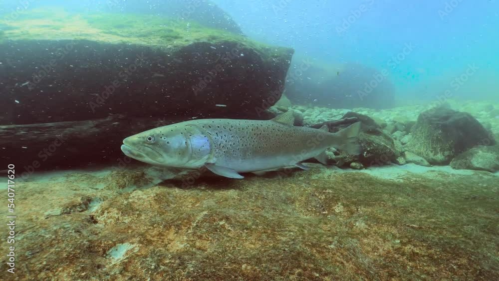 Freshwater fish Common huchen (Hucho hucho) in the beautiful clean ...