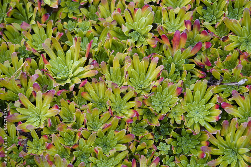 Saxifraga cotyledon, the pyramidal saxifrage, occurs in the mountains ...