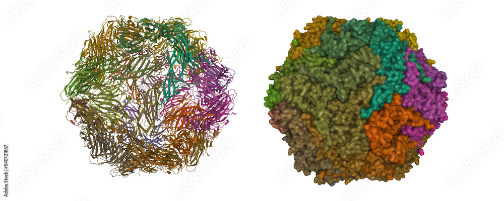Structure of porcine circovirus 2. 3D cartoon and Gaussian surface ...