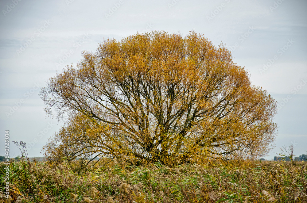 Willow tree in autumn colors in Korendijkse Slikken nature reserve on ...