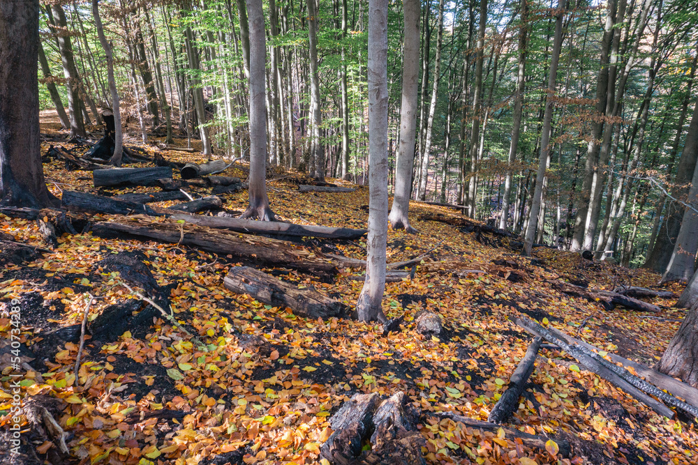 Forest after natural catastrophy, trees dying of bark beetles invasion ...