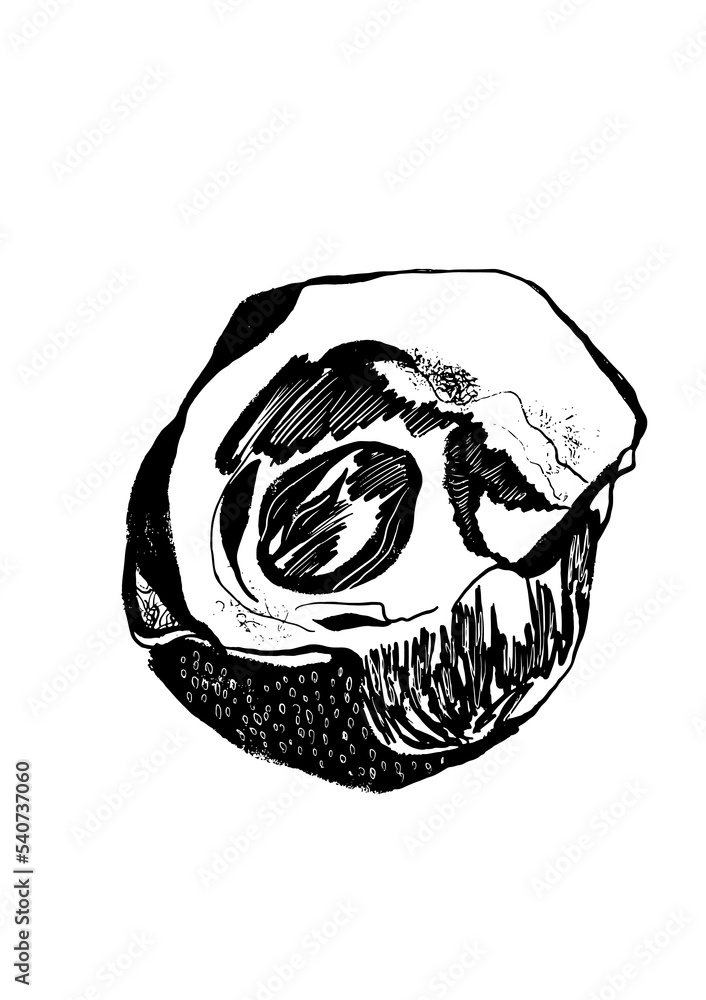 drawing picture isolate graphic, half avocado with pit, sketch, hand ...