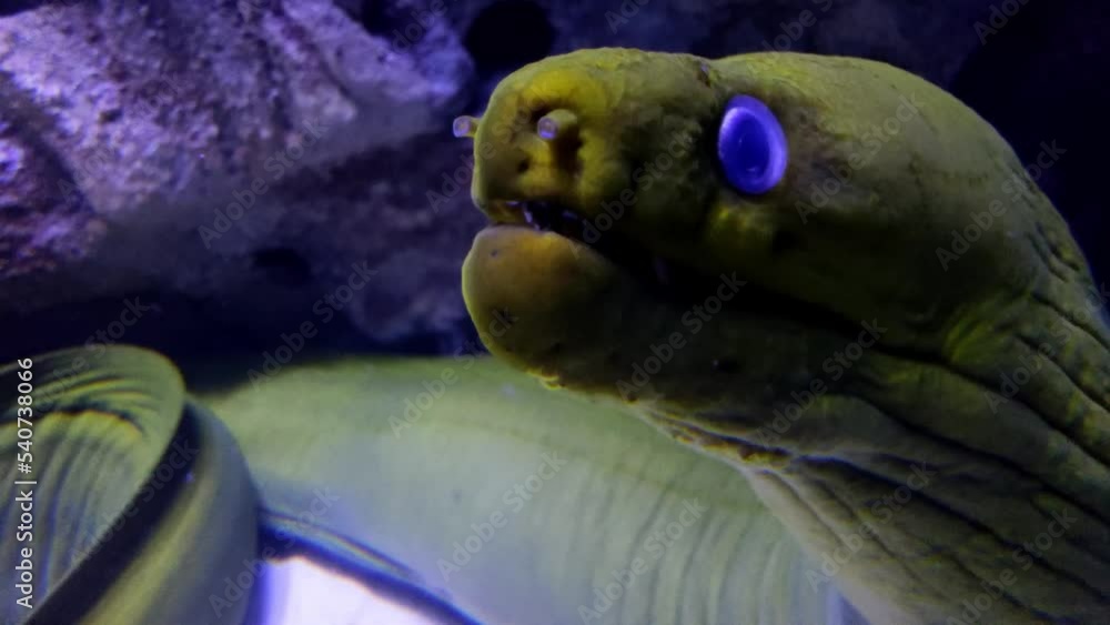 Close up viem of Big green murena in aquarium, underwater sea life ...