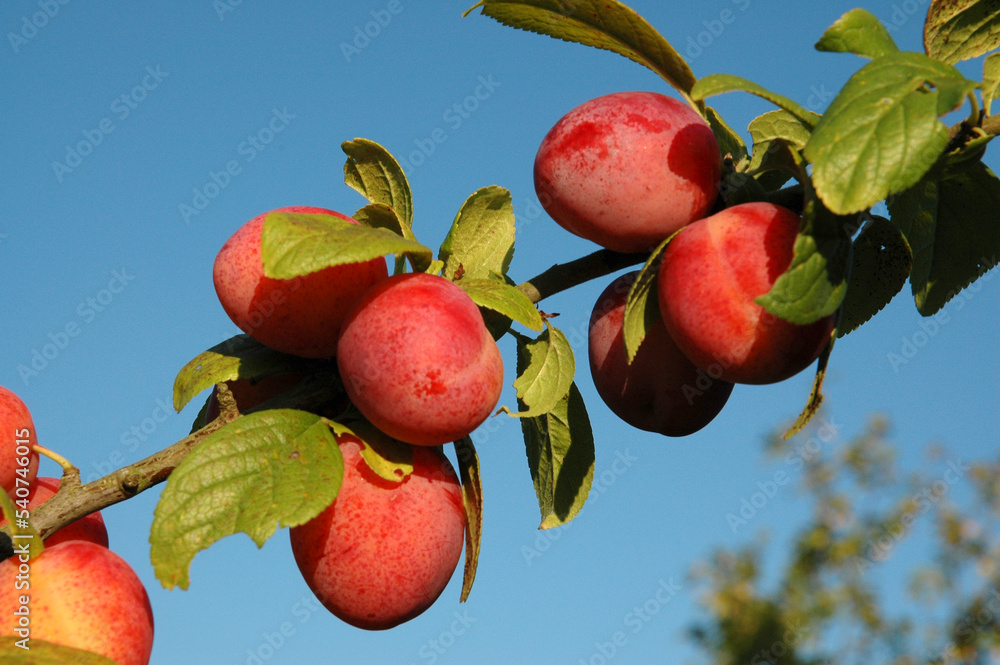 Prunier , Prune, Prunus domestica , Variété Reine Claude Violétte Stock ...
