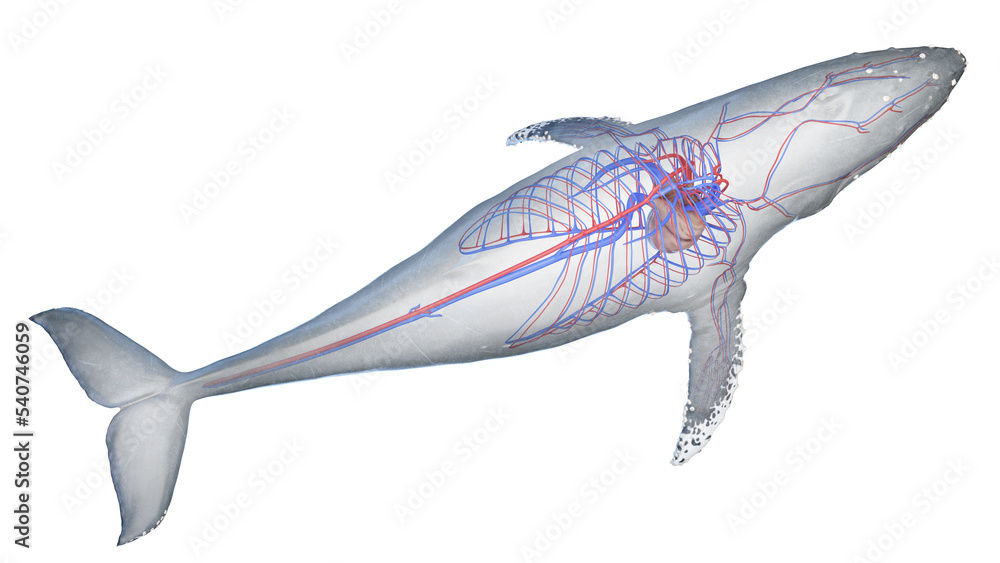 whale anatomy Stock Illustration | Adobe Stock