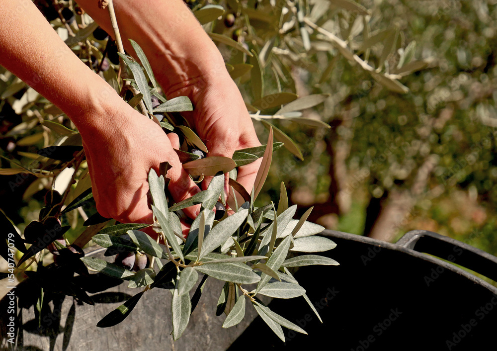 Hands detaching the olives from the branches of the tree in an olive ...