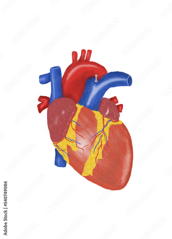 Human heart anatomy Realistic Detailed 3d Human Anatomy Heart ...