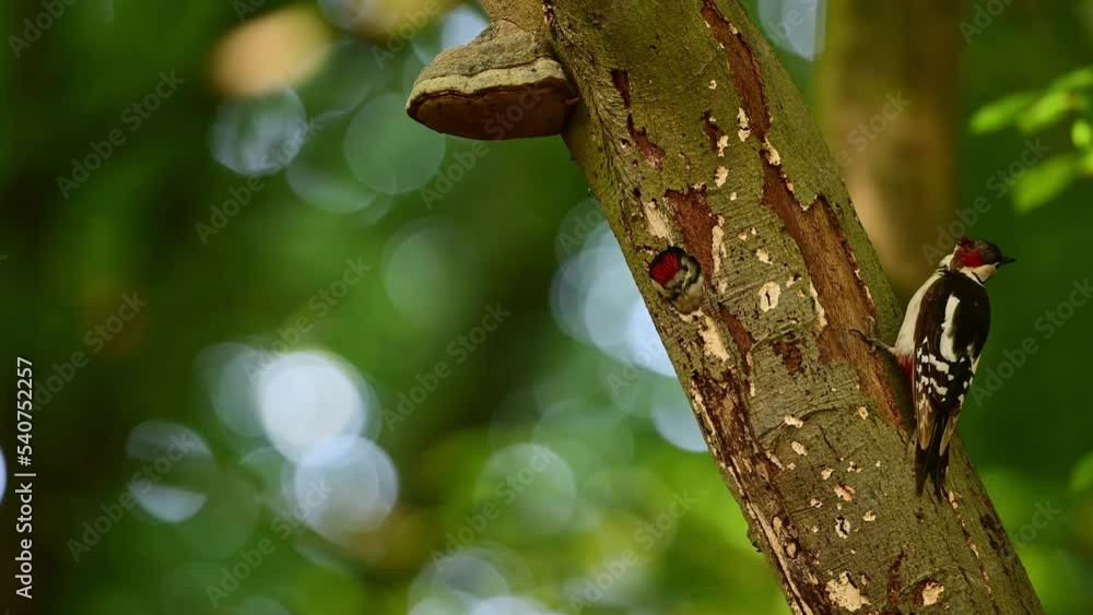 Great spotted woodpecker male feeds its young at the brood cave in a ...