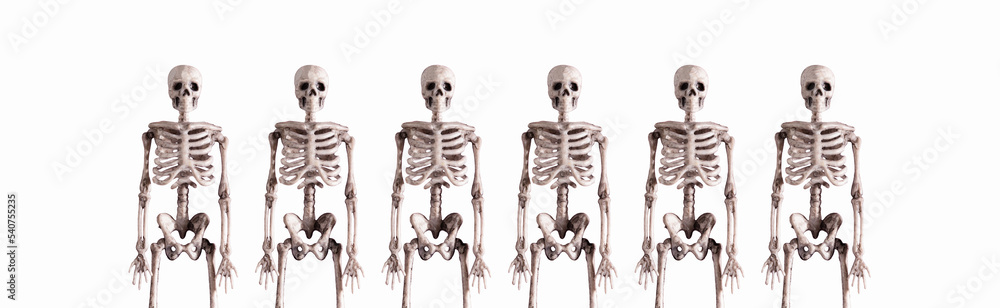 Human skeletons in a row against white background. Stock Photo | Adobe ...