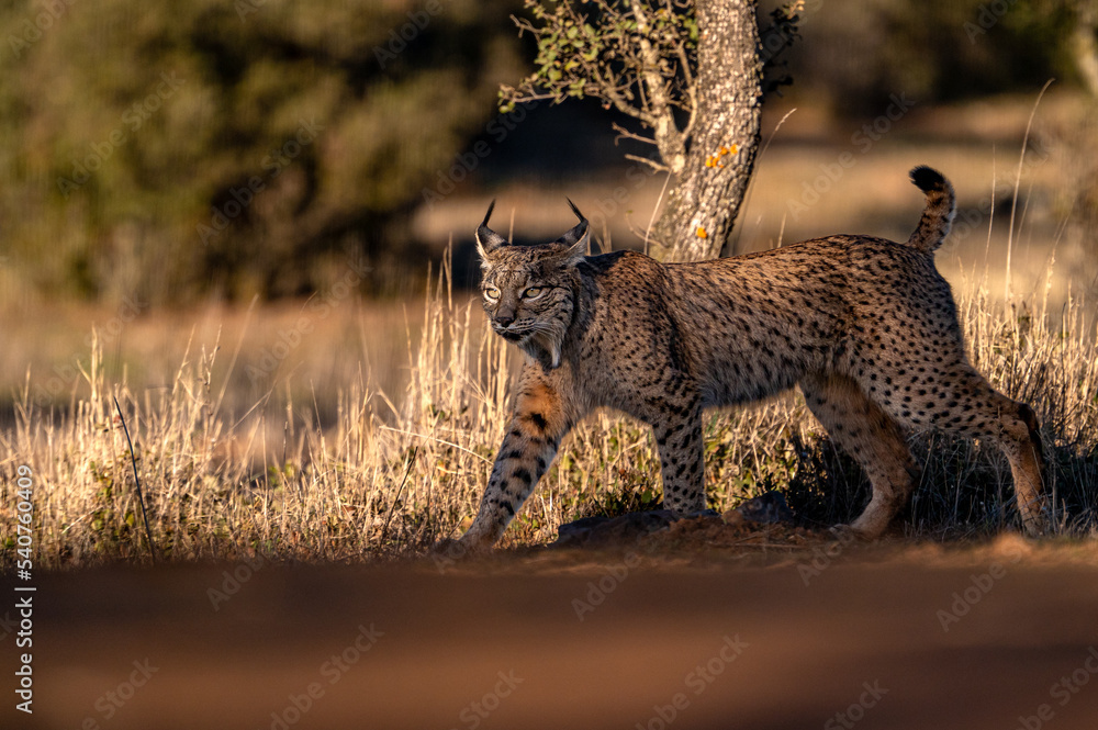 Very rare, Endangered, Iberian lynx, LInce iberico, Lynx pardinus, wild ...