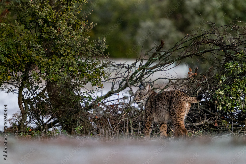 Very rare, Endangered, Iberian lynx, LInce iberico, Lynx pardinus, wild ...