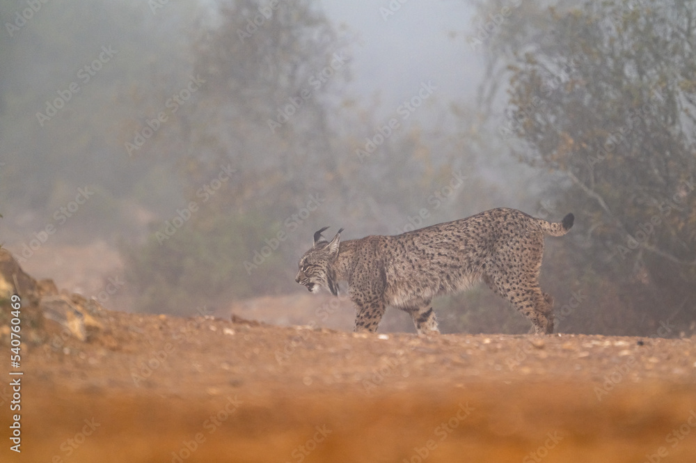 Very rare, Endangered, Iberian lynx, LInce iberico, Lynx pardinus, wild ...