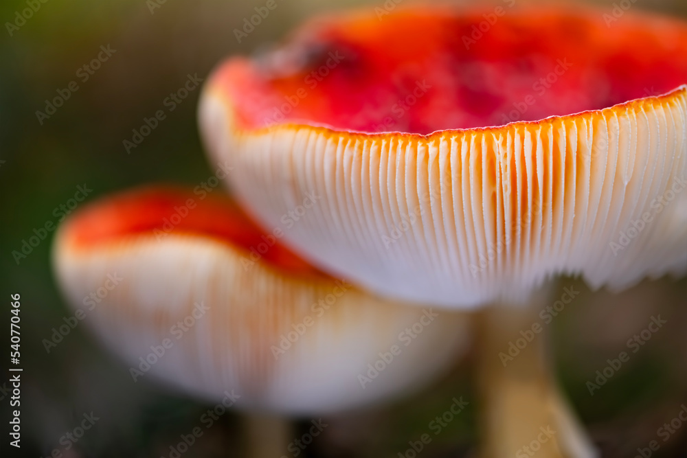 Yellow-red fungus mushroom (fly agaric) in a forest in Germany. Macro close up of decurrent ...