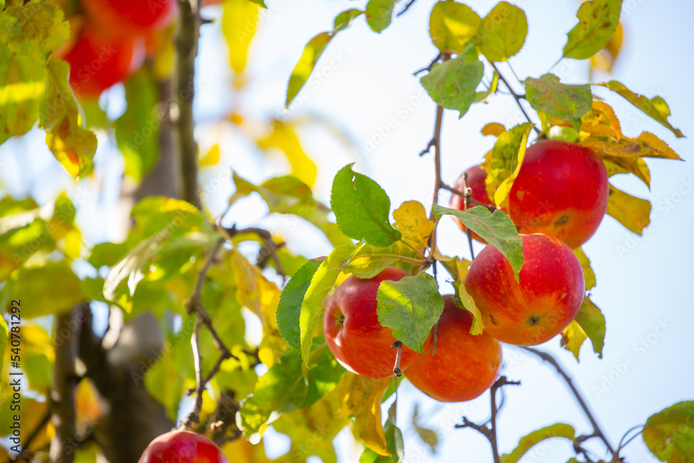 Harvest of apples on a plantation in the garden. Fruit trees with ...