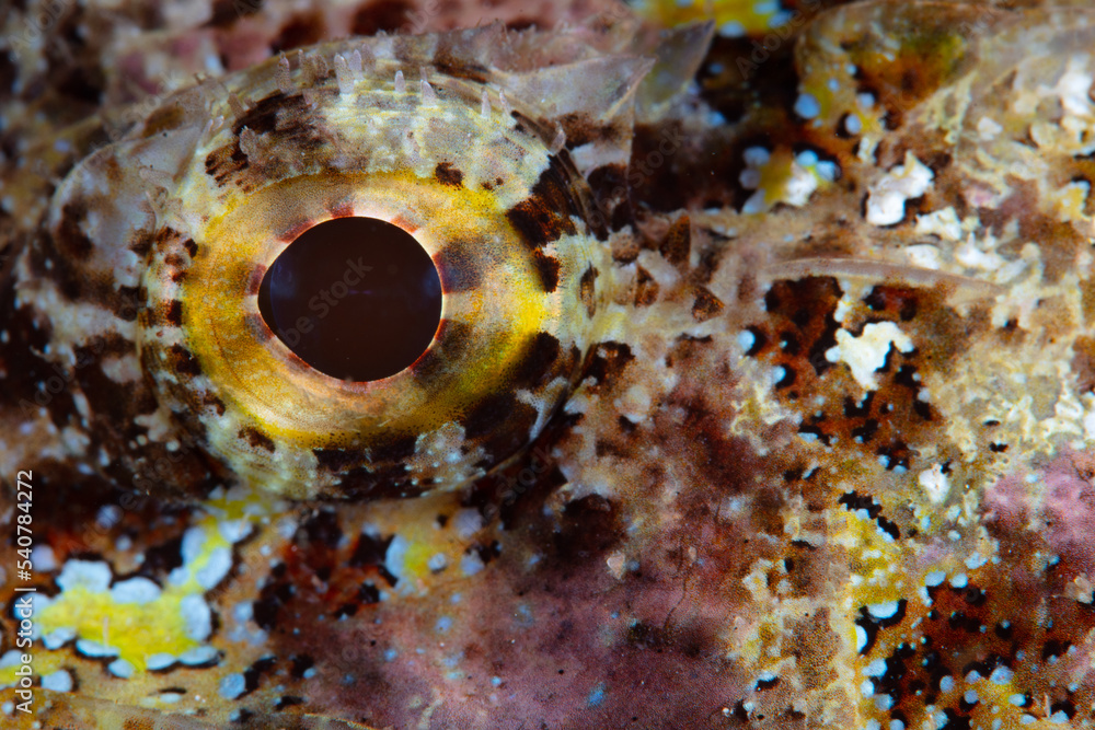 Detail of the eye and camouflaged skin of a scorpionfish, Scorpaenopsis ...