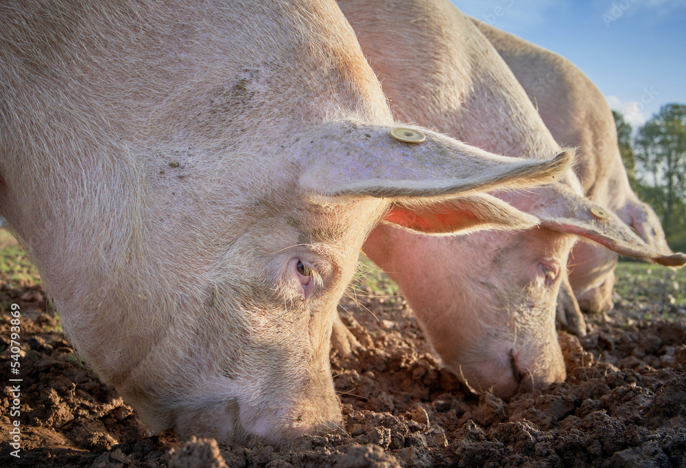 Poster Pink Pigs rooting in the soil for food with their snouts – Wall ...