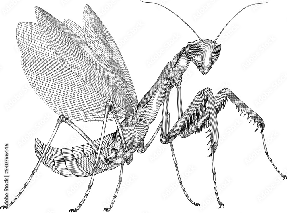 Black and white vector drawing of mantis Stock Vector | Adobe Stock