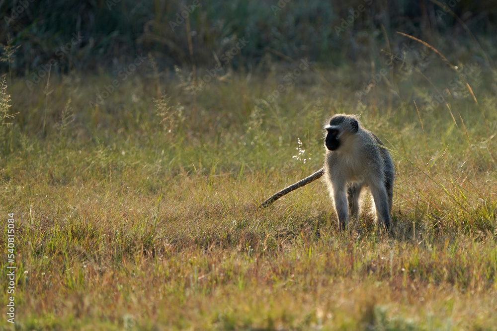 A backlit Mischievous Vervet monkey playing in an open field during the ...