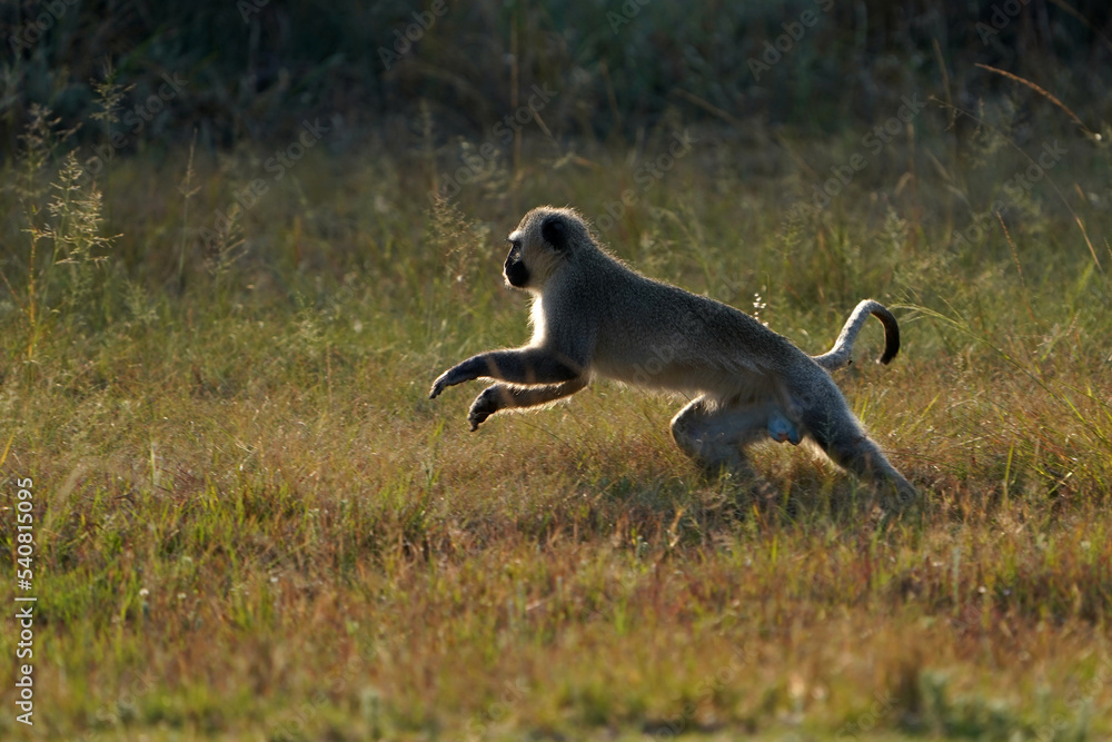 A backlit Mischievous Vervet monkey playing in an open field during the ...