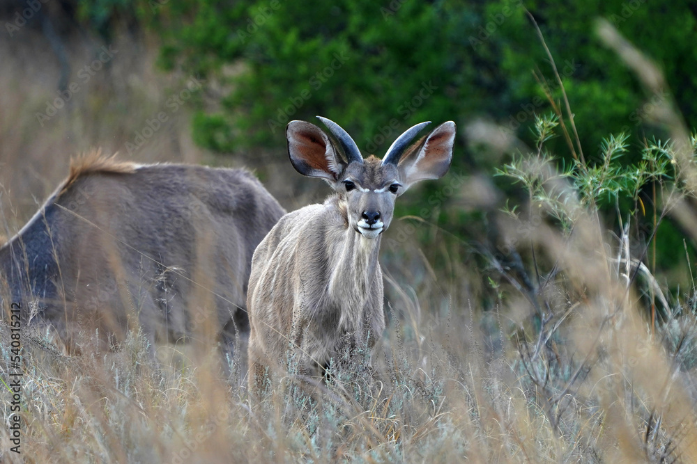 Kudu Antelope gazelle standing proud in the bush veld field looking at me while looking for ...