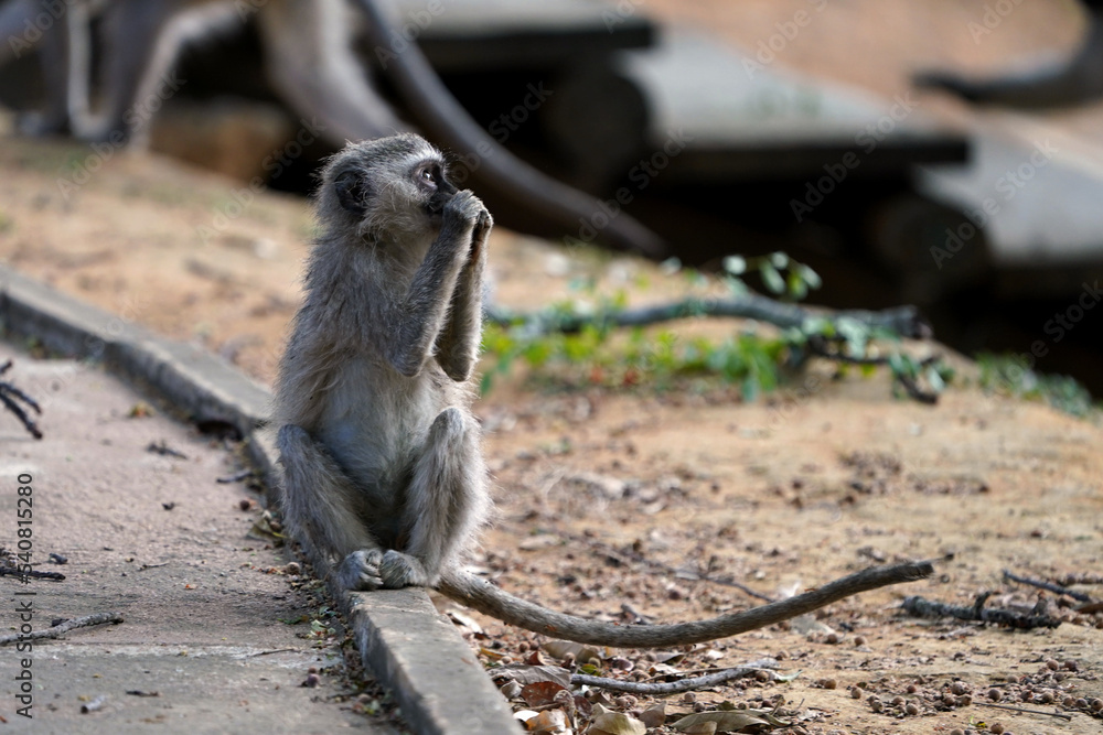 Foto de Cute Vervet Monkey sitting comfortably and staring. taken in ...