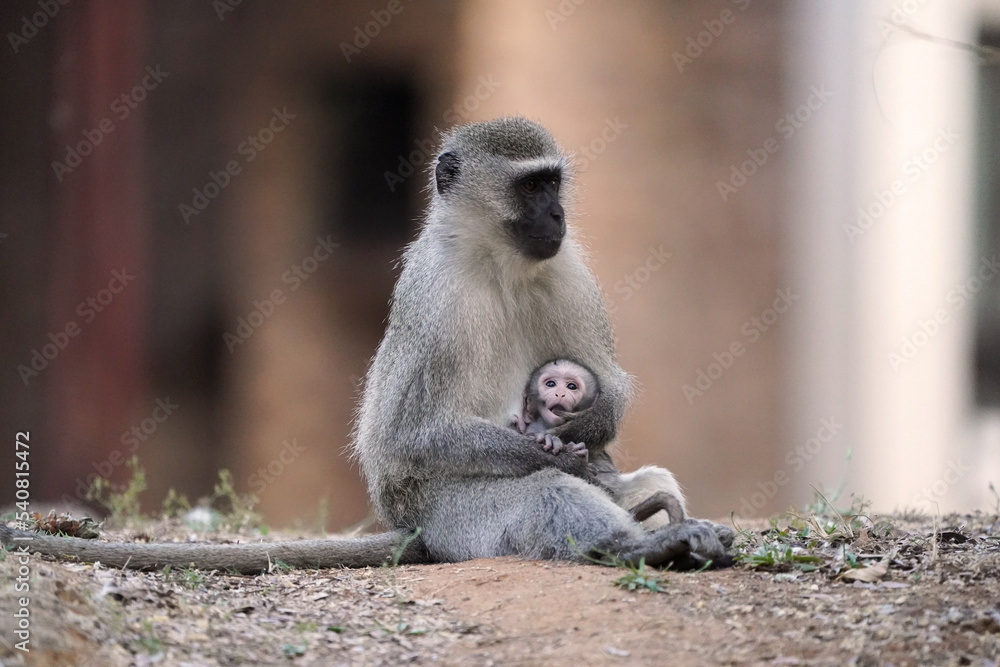 A female Vervet Monkey sitting with its young baby on a cement walk ...