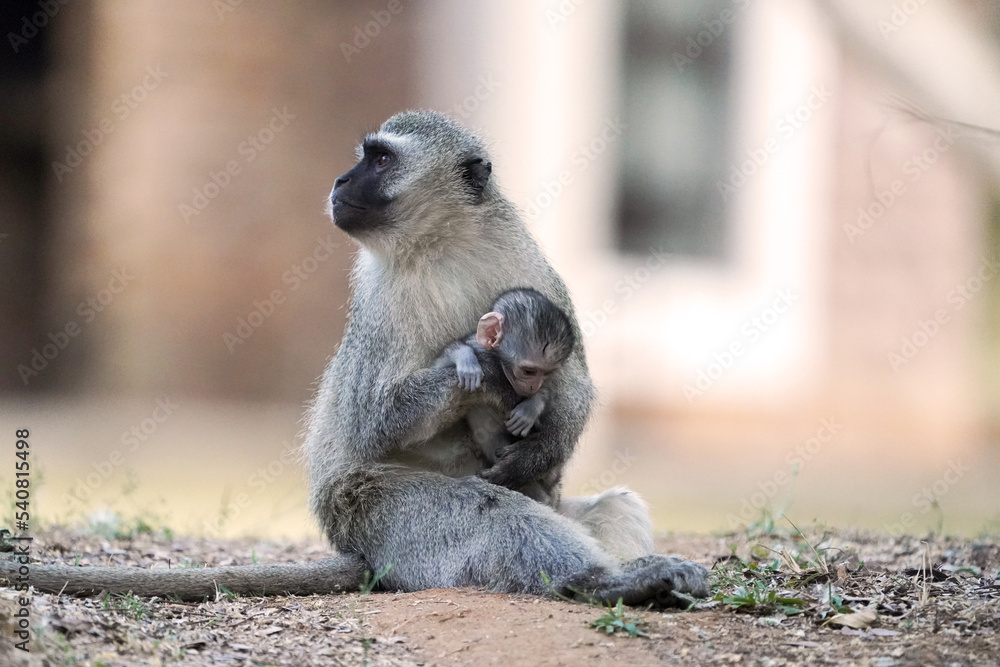 A female Vervet Monkey sitting with its young baby on a cement walk ...