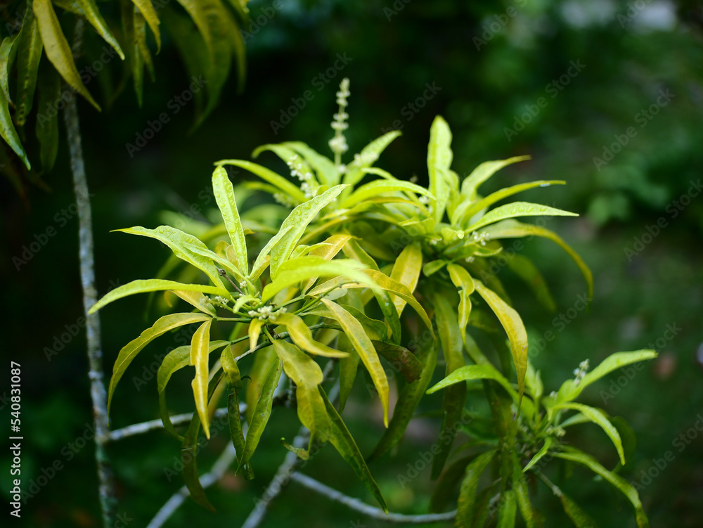 Zodia Plant (Evodia sauveolens) with blur background.Herb plant, an ...