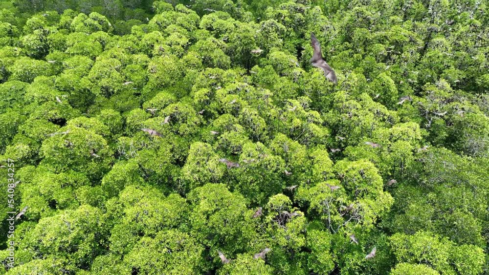 Vidéo Stock Sunda flying foxes, Acerodon mackloti, fly above a remote ...