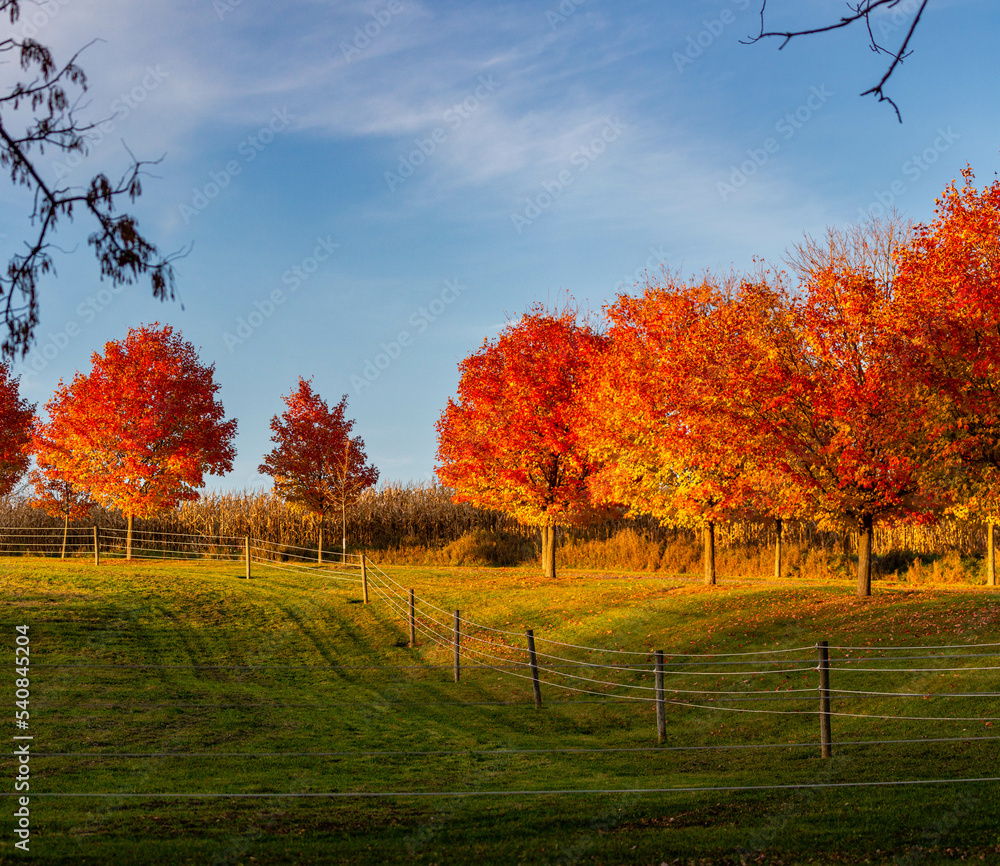 Colorful autumn maple trees next to a cornfield in Wausau, Wisconsin in ...