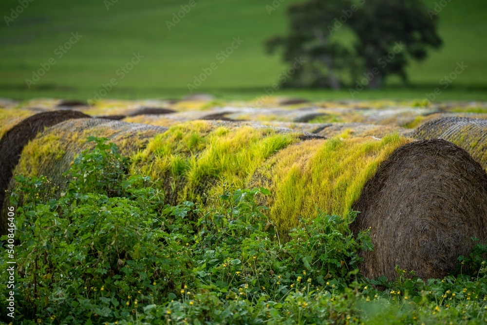 Beautiful field with hay in round stacks against the blue sky. A field ...