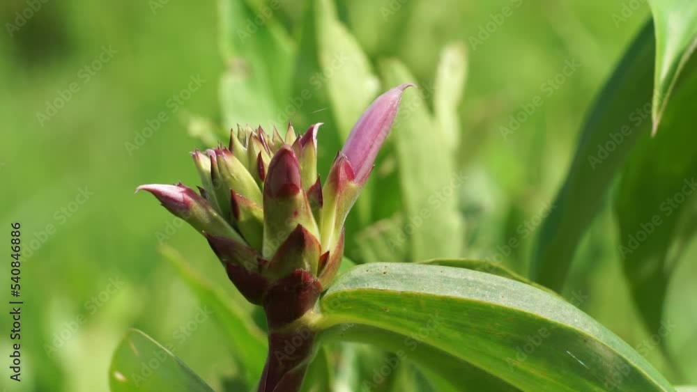 Wideo Stock: Cheilocostus speciosus (Also called crepe ginger ...