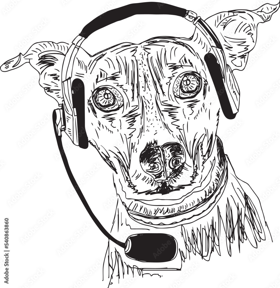 pet dog wearing headphones while listening to music, dog in headphone ...