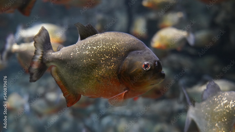 Poster Piranha fishing in aquarium|Piranha fishing can be an ...