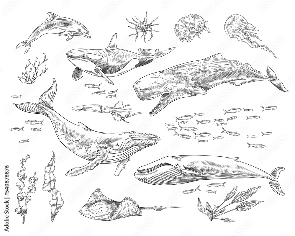 Set of different marine mammals and plants sketch style Stock Vector ...