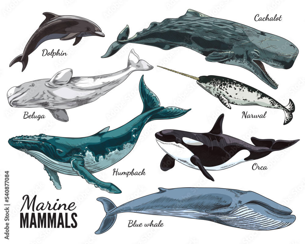 Photo & Art Print Set of hand drawn colorful marine mammals, vector ...
