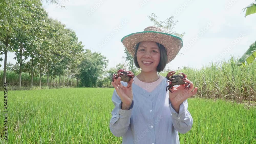 Asian woman, Thailand, whose occupation is a farmer, catches crabs that are pests. destroy the ...