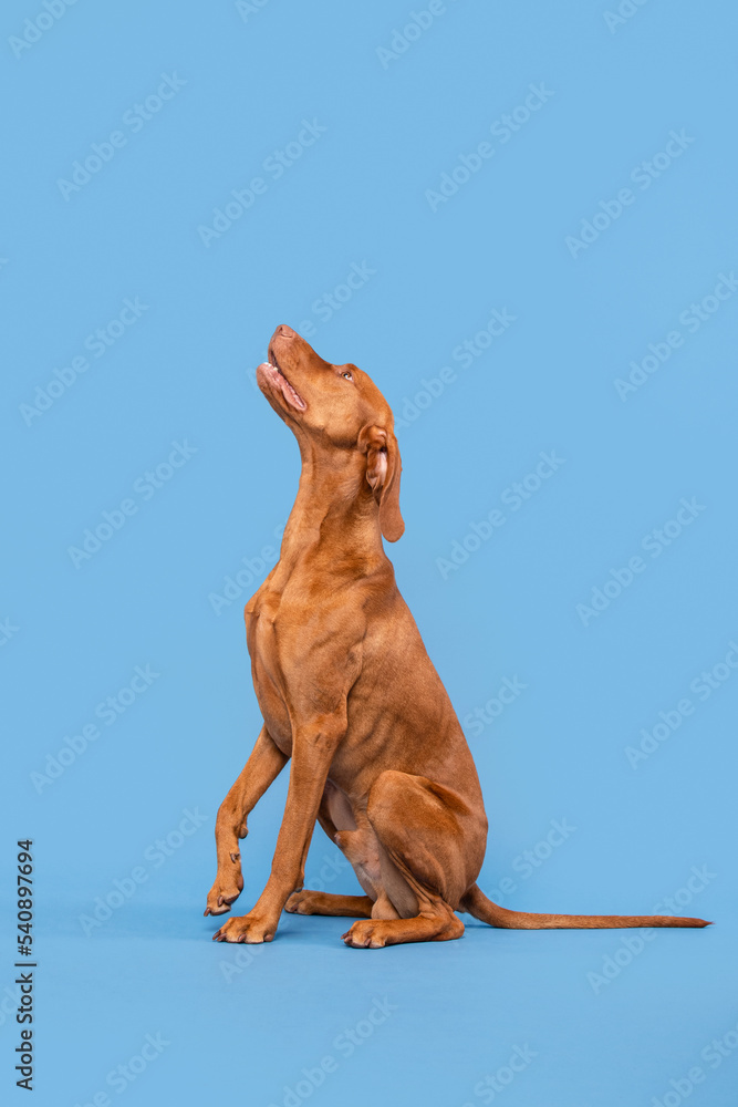 Beautiful hungarian vizsla dog full body studio portrait. Dog sitting and looking up over pastel ...
