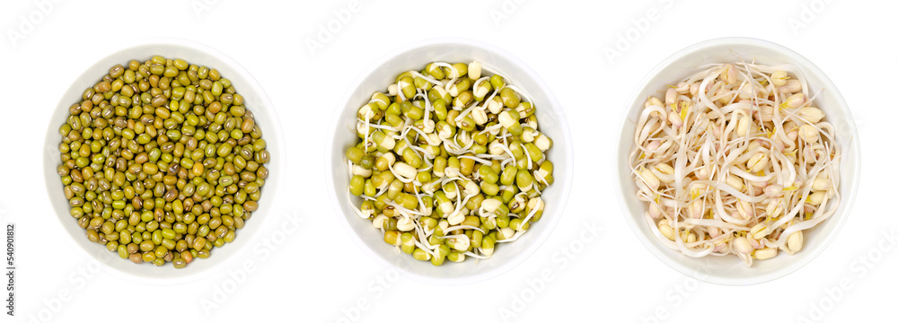 Mung beans, dried, sprouted, and mung bean sprouts, in white bowls ...