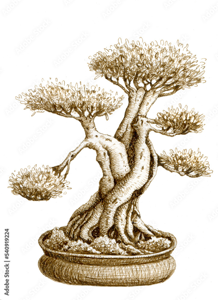 Bonsai leafy tree with vase, grass, branches and leaves. Hand drawn ink ...